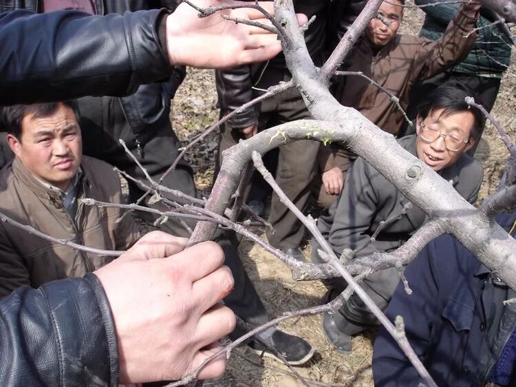 果树转枝造伤手法介绍！ -农资与市场官网