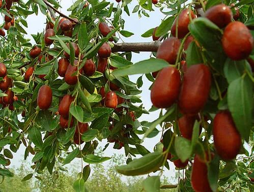 枣树全年管理讲解！ -农资与市场官网