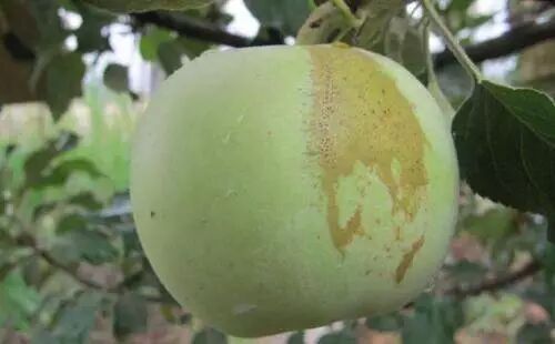 幼果期是提高果品外观质量的关键期！ -农资与市场官网