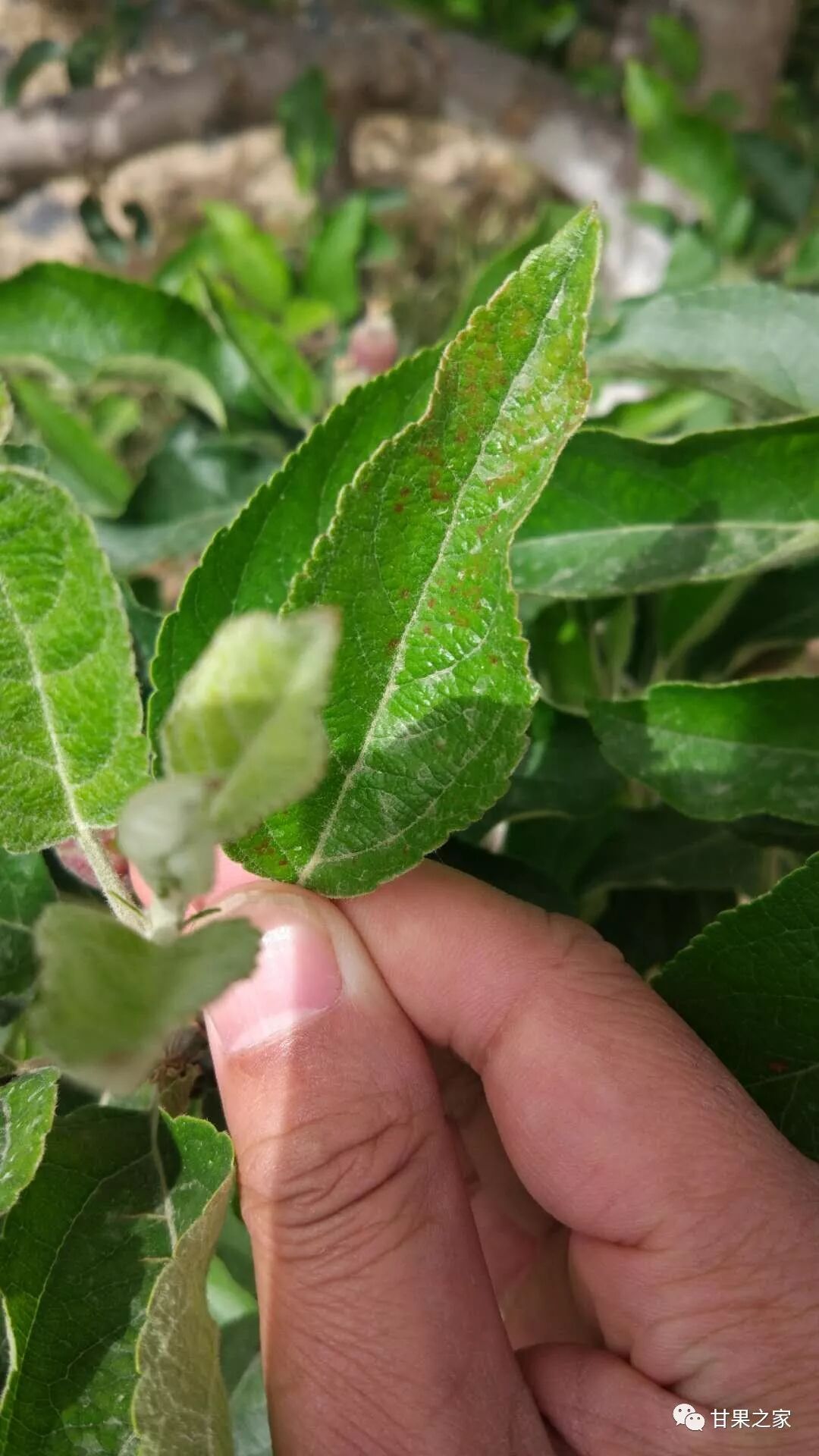 果树增施磷肥的作用和注意事项事项！ -农资与市场官网