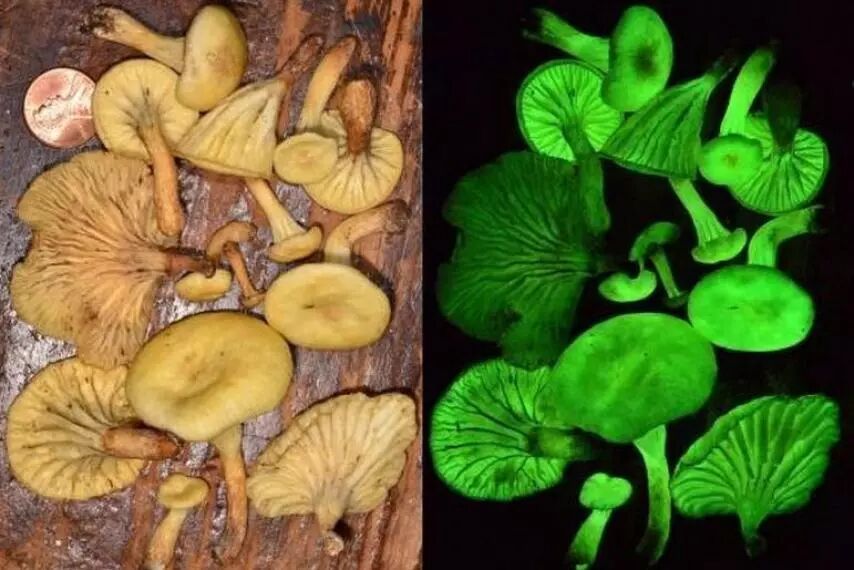 科学网—发光蘑菇 - 刘春香的博文