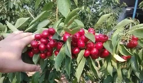 如何让樱桃树早结果、结好果？ -农资与市场官网