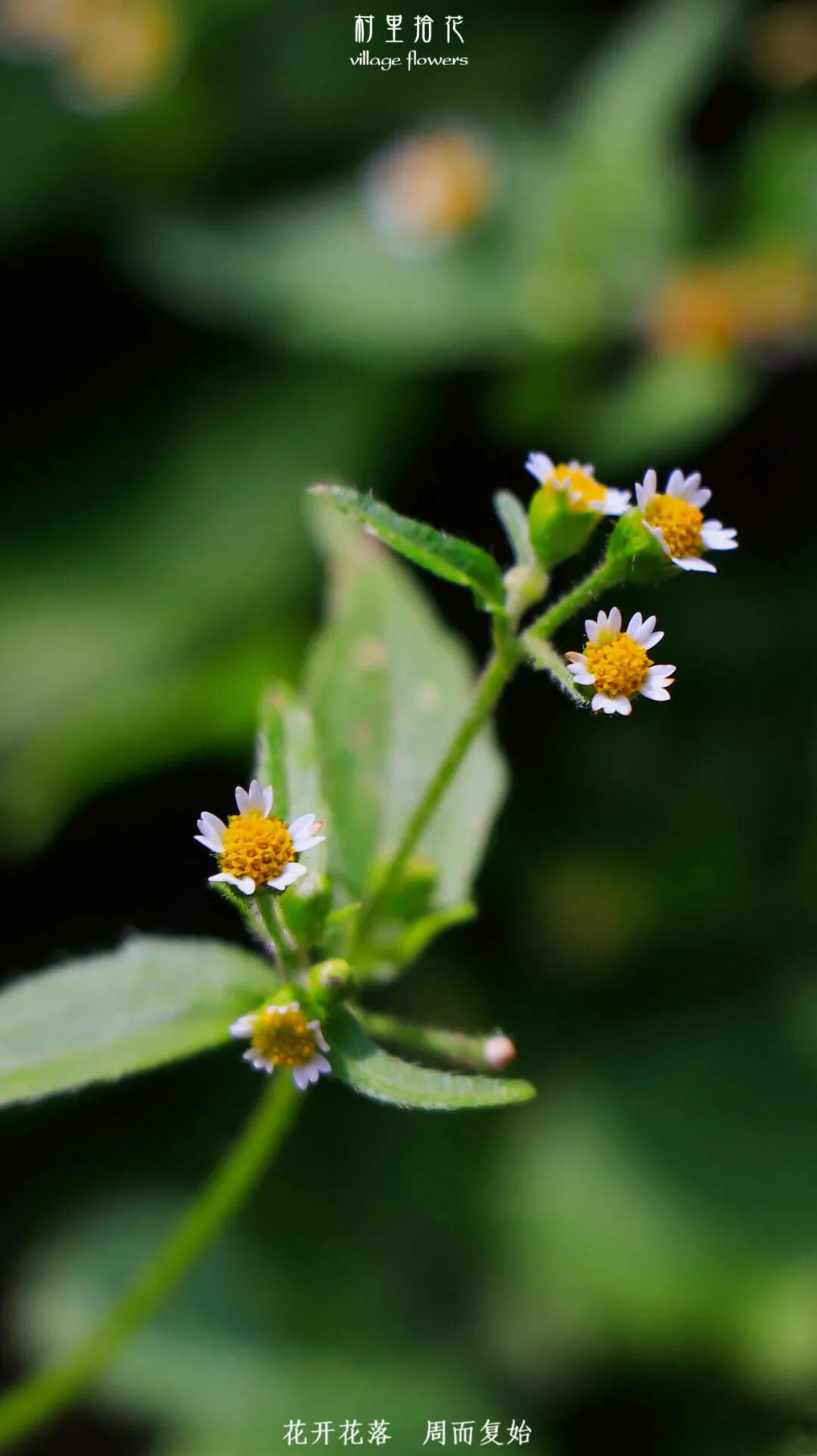 「牛膝菊」一天认识一种植物！ | 自由微信 | FreeWeChat