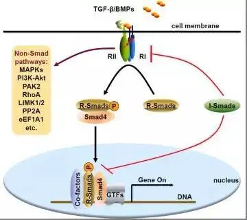 干细胞培养关键因子——TGF-β