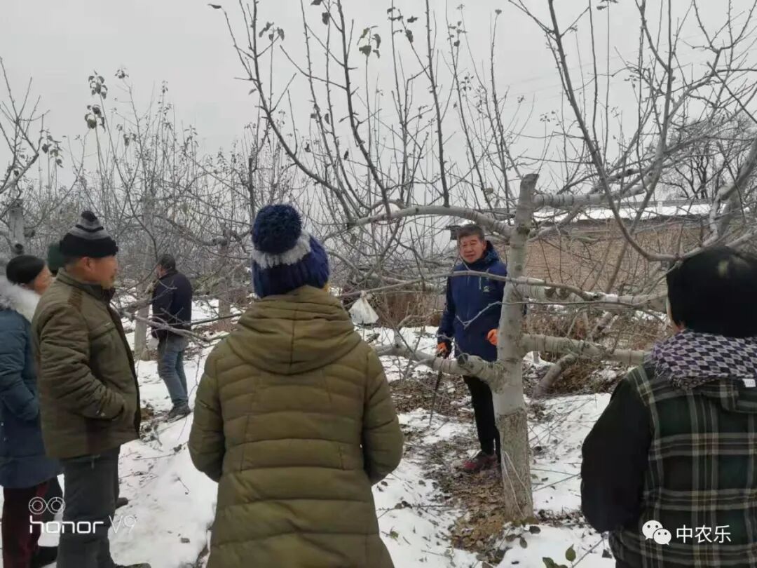 乔化红富士低产、果个小、郁闭都是短截多惹的祸 -农资与市场官网