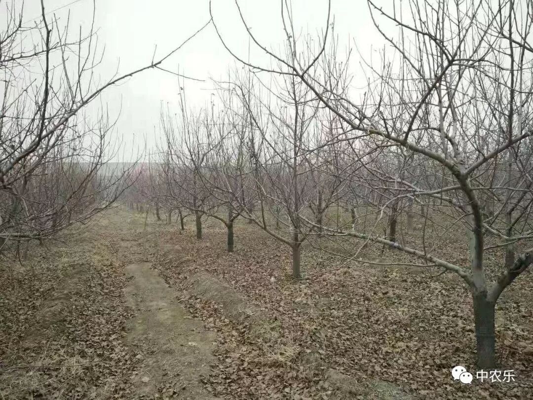 果树年后修剪要注意的问题 -农资与市场官网