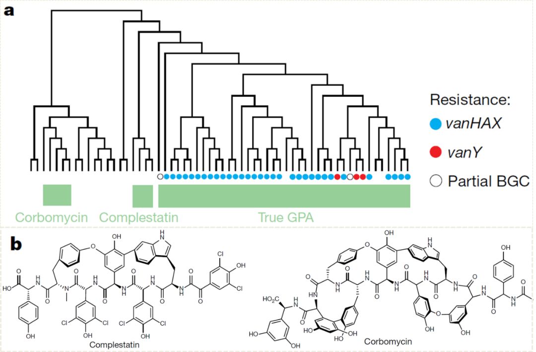 科学网—麦克马斯特大学Nature|新化合物新靶点-糖肽类抗生素靶向自溶素，抑制细菌细胞壁肽聚糖重塑 - 陈波的博文