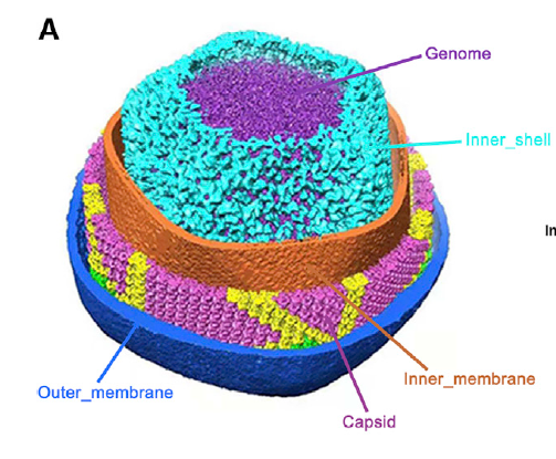 近岸蛋白质：非洲猪瘟前世今生及其检测方法_CACLP体外诊断资讯网