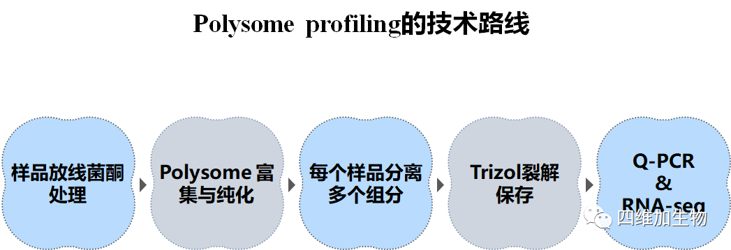多核糖体图谱分析技术 Polysome-profiling 提升核心竞争力-四维加生物科技（武汉）有限公司官网,武汉分子生物平台,武汉细胞分子 ...