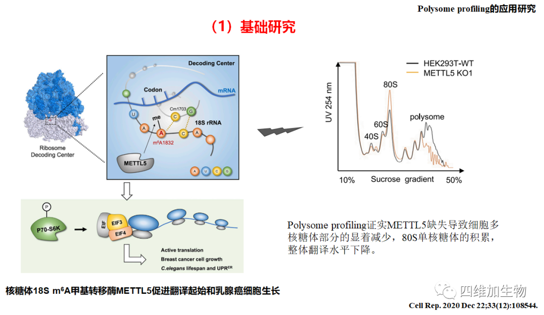 多核糖体图谱分析技术 Polysome-profiling 提升核心竞争力-四维加生物科技（武汉）有限公司官网,武汉分子生物平台,武汉细胞分子 ...