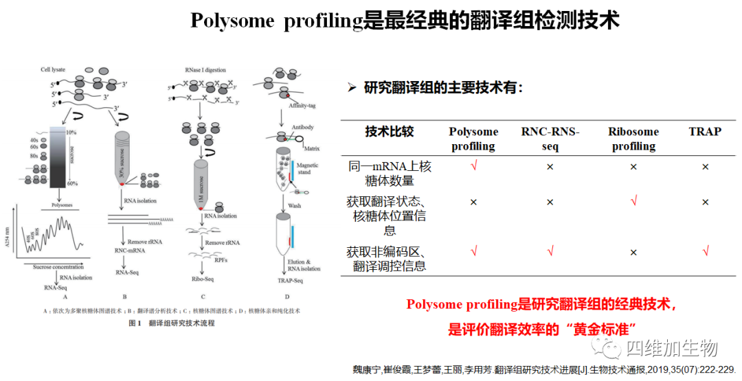 多核糖体图谱分析技术 Polysome-profiling 提升核心竞争力-四维加生物科技（武汉）有限公司官网,武汉分子生物平台,武汉细胞分子 ...