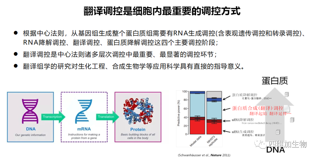 多核糖体图谱分析技术 Polysome-profiling 提升核心竞争力-四维加生物科技（武汉）有限公司官网,武汉分子生物平台,武汉细胞分子 ...