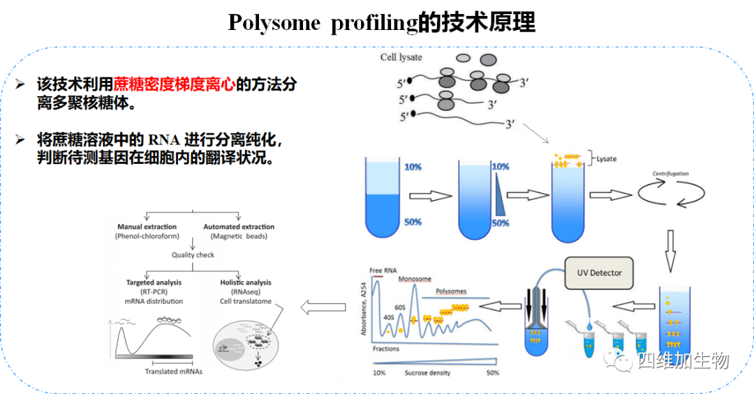 多核糖体图谱分析技术 Polysome-profiling 提升核心竞争力-四维加生物科技（武汉）有限公司官网,武汉分子生物平台,武汉细胞分子 ...