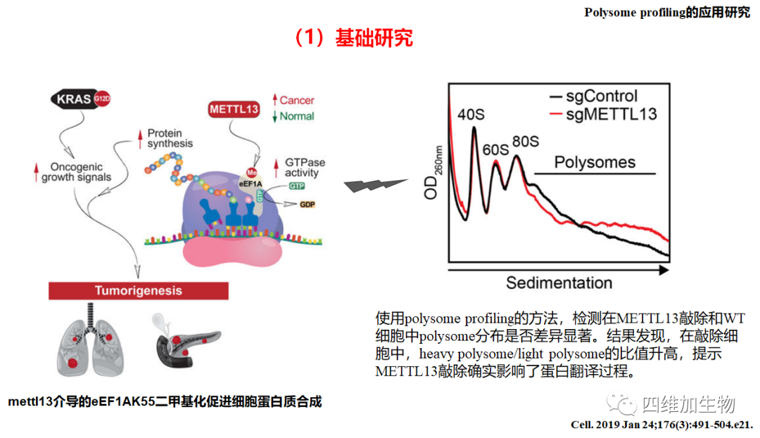 多核糖体图谱分析技术 Polysome-profiling 提升核心竞争力-四维加生物科技（武汉）有限公司官网,武汉分子生物平台,武汉细胞分子 ...