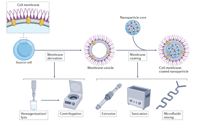 Nature Review |细胞膜充当“嫁衣”的纳米载体CNPs - 脉脉