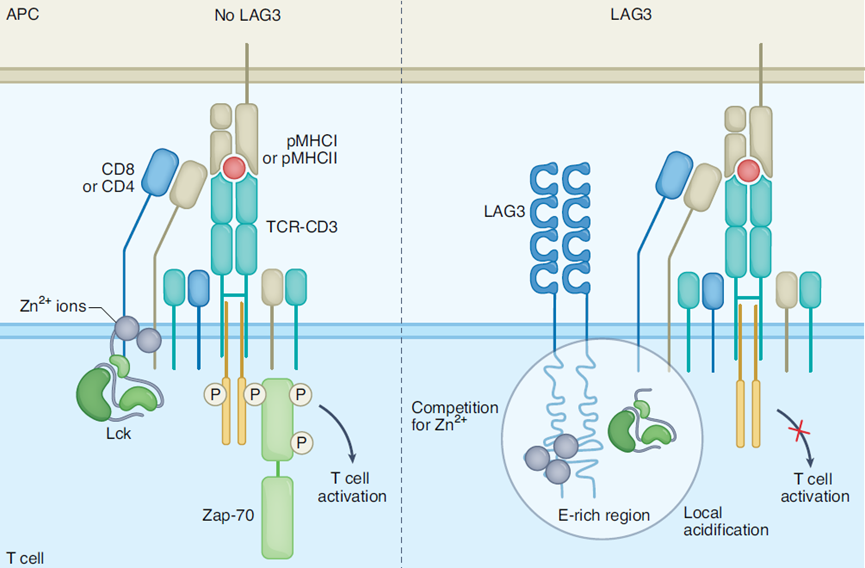 继PD1之后的又一潜力股——LAG3 - 脉脉
