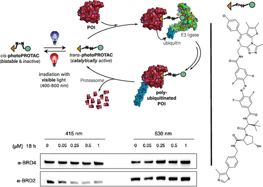 最新总结 | 不同条件响应型的Pro-PROTAC - 脉脉