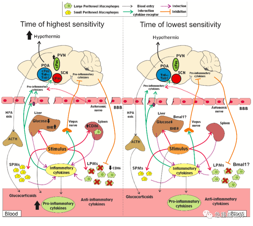 细菌脓毒症病理学的昼夜节律：我们知道什么和应该知道什么 | 自由微信 | FreeWeChat