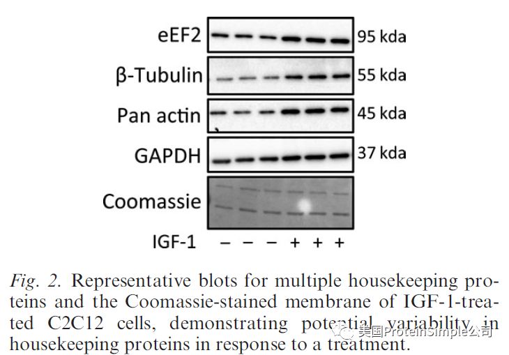 总蛋白作为Loading control是Western blot相对定量的必然趋势 - 普诺森生物科技（上海）有限公司ProteinSimple