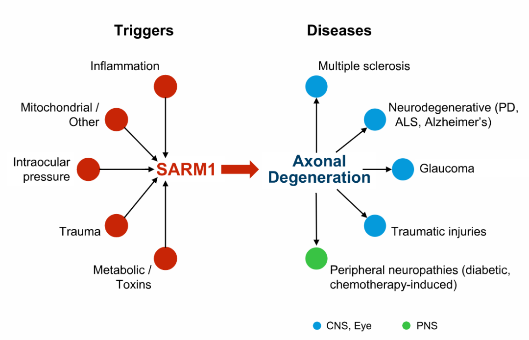 剑指“渐冻人症”和多发性硬化，礼来囊获创新SARM1抑制剂