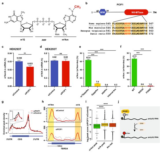 北京大学生命科学学院