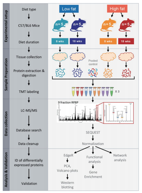 技术介绍 | iTRAQ/TMT标记定量蛋白质组学_行业资讯_百趣生物-代谢组学-蛋白质组学-转录组测序-多组学联合分析