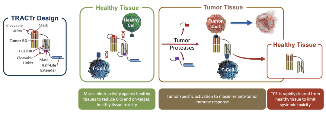 TCE 前药核心策略解析：酶切依赖型激活平台（Janux/Vir/ 默沙东 / Zymeworks）及临床进展