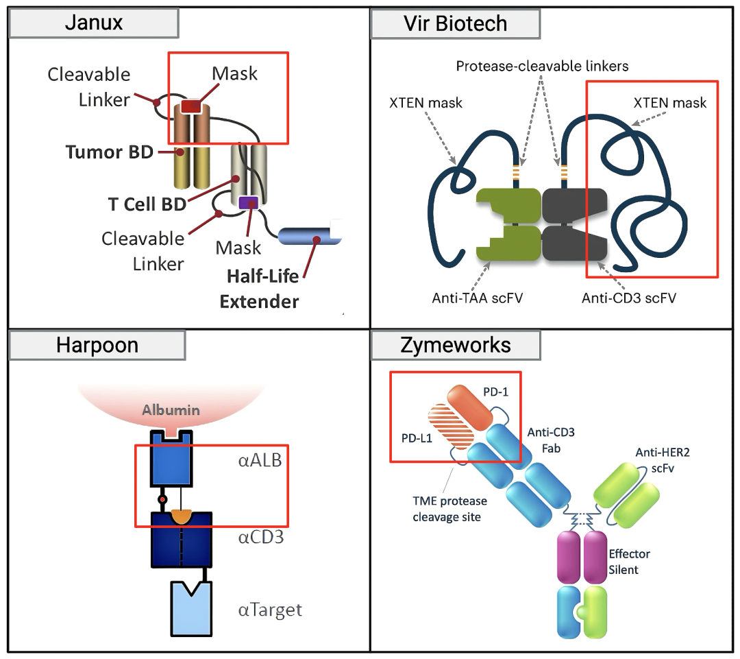 TCE 前药核心策略解析：酶切依赖型激活平台（Janux/Vir/ 默沙东 / Zymeworks）及临床进展