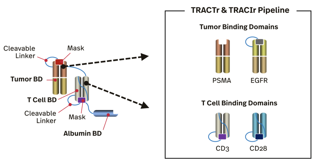 TCE 前药核心策略解析：酶切依赖型激活平台（Janux/Vir/ 默沙东 / Zymeworks）及临床进展