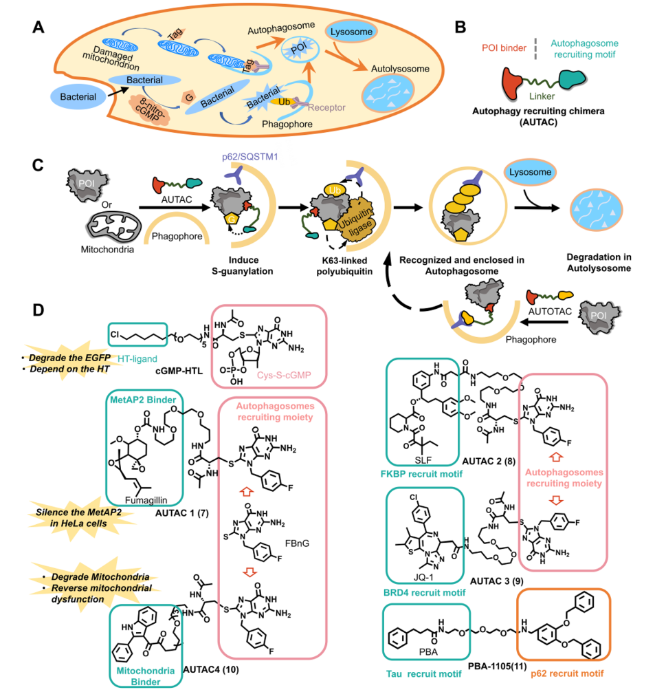 超越PROTAC——基于功能效应物的异功能分子设计-技术邻