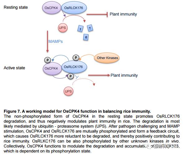 科学网—Plant Physiology∣中国农业大学孙文献课题组揭示水稻先天免... - 闫宗运的博文