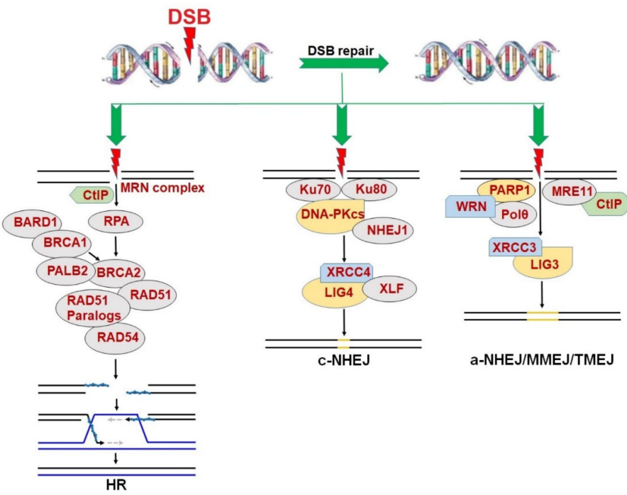 PARP抑制剂耐药机制以及解决耐药性方法 - 脉脉