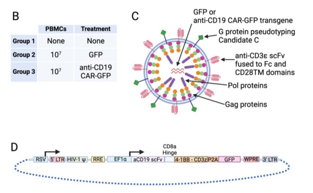 VSV-G 同源 G 蛋白包膜改造：慢病毒载体靶向递送新策略 助力体内 CAR-T 治疗
