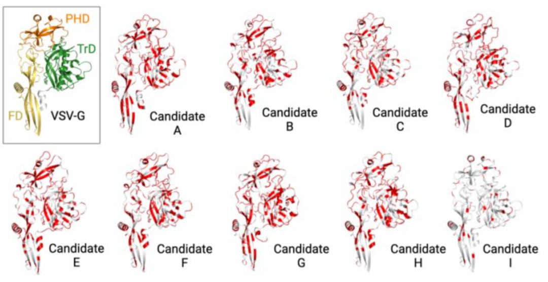 VSV-G 同源 G 蛋白包膜改造：慢病毒载体靶向递送新策略 助力体内 CAR-T 治疗