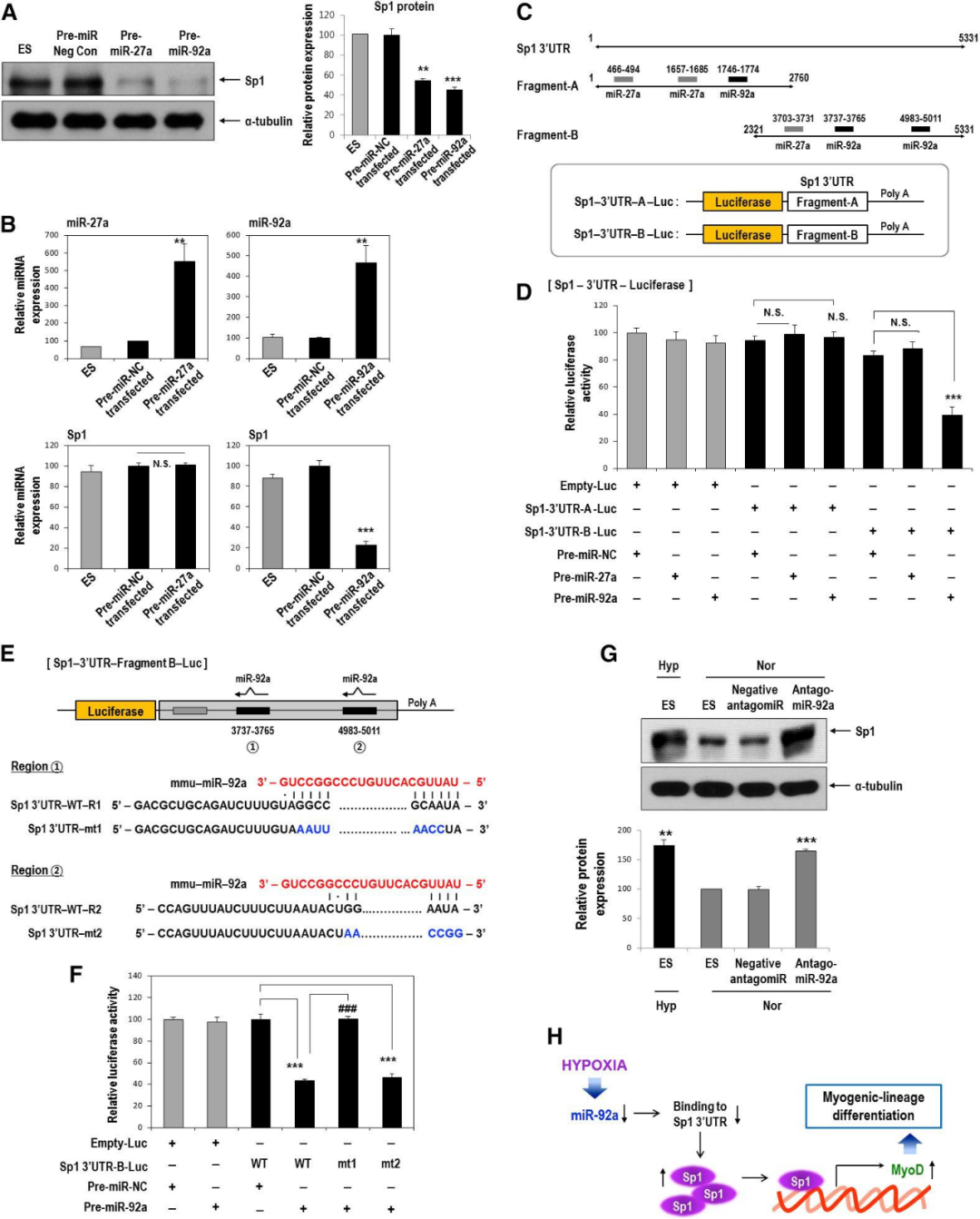 Molecular Therapy | 低氧刺激诱导小鼠胚胎干细胞肌源性谱系分化-技术文章-上海昆盟生物科技有限公司-