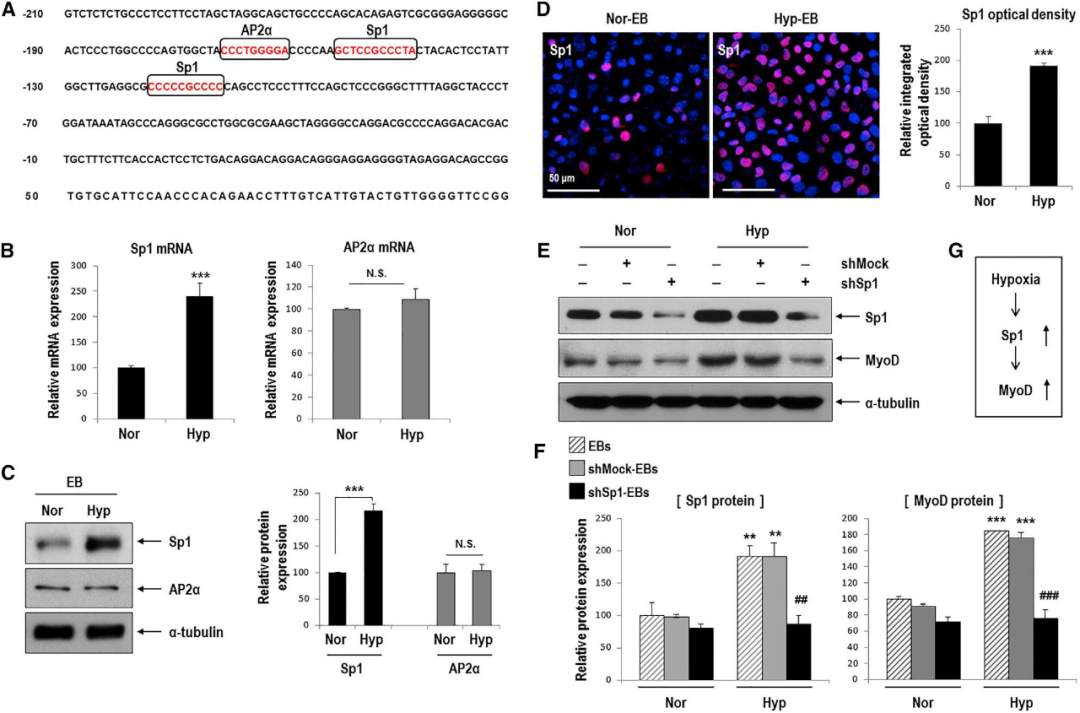Molecular Therapy | 低氧刺激诱导小鼠胚胎干细胞肌源性谱系分化-技术文章-上海昆盟生物科技有限公司-