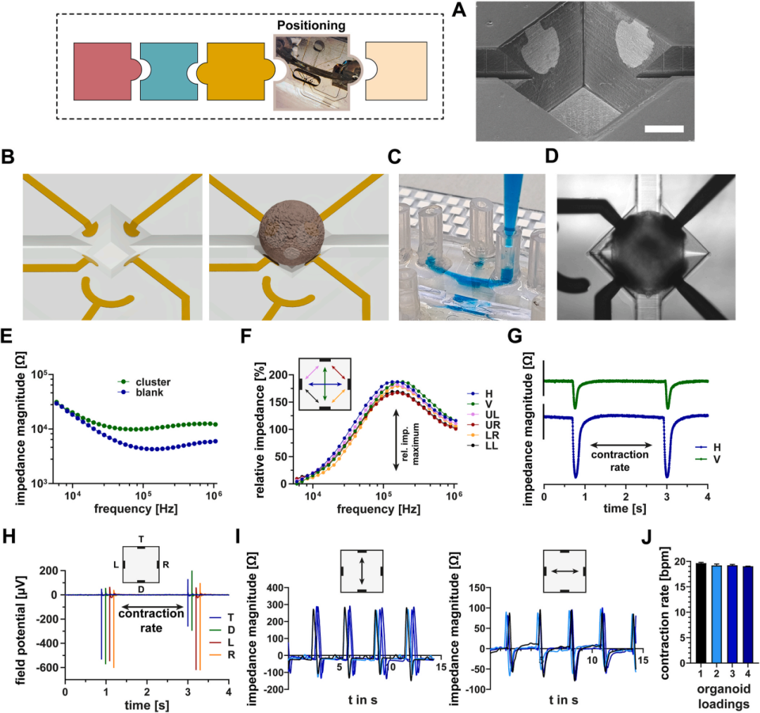 科学网—【改变未来的科技】首次！一张芯片，完成“合成-纯化-测试”全流程：心肌类器官实时感知药物活性 - 齐云龙的博文