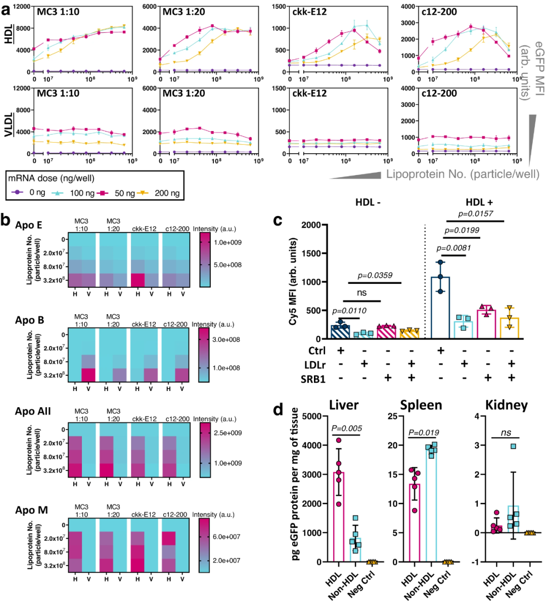 阿斯利康团队重磅发现！LNP肝脏内源靶向依赖高密度脂蛋白HDL而非载脂蛋白ApoE医药新闻-ByDrug-一站式医药资源共享中心-医药魔方