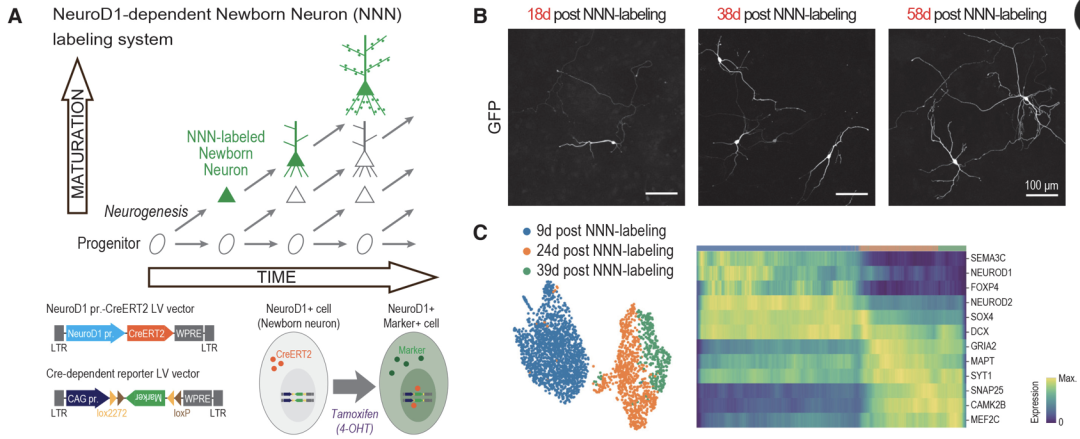 科学网—线粒体代谢与物种特异性神经元发育 - 许培扬的博文