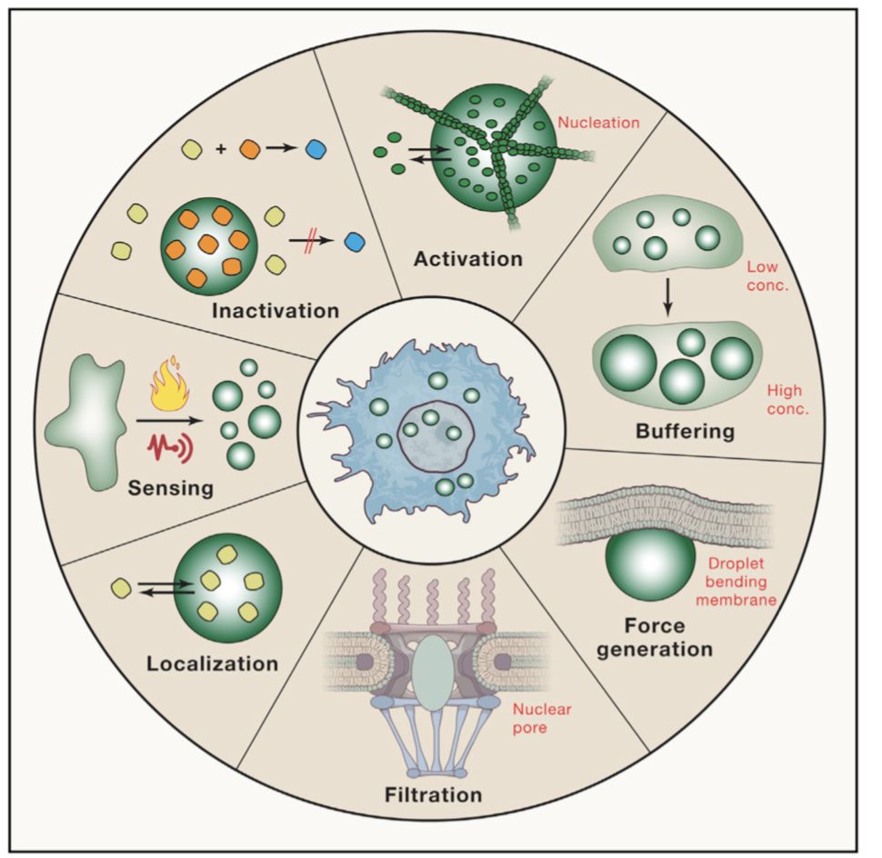 cell 发布 Phase separation 研究指南-CSDN博客