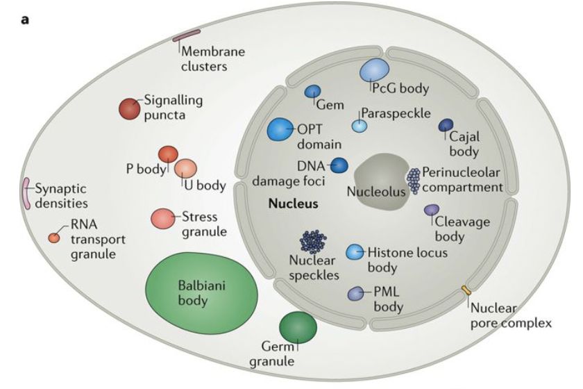 cell 发布 Phase separation 研究指南-CSDN博客