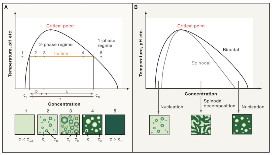 cell 发布 Phase separation 研究指南-CSDN博客