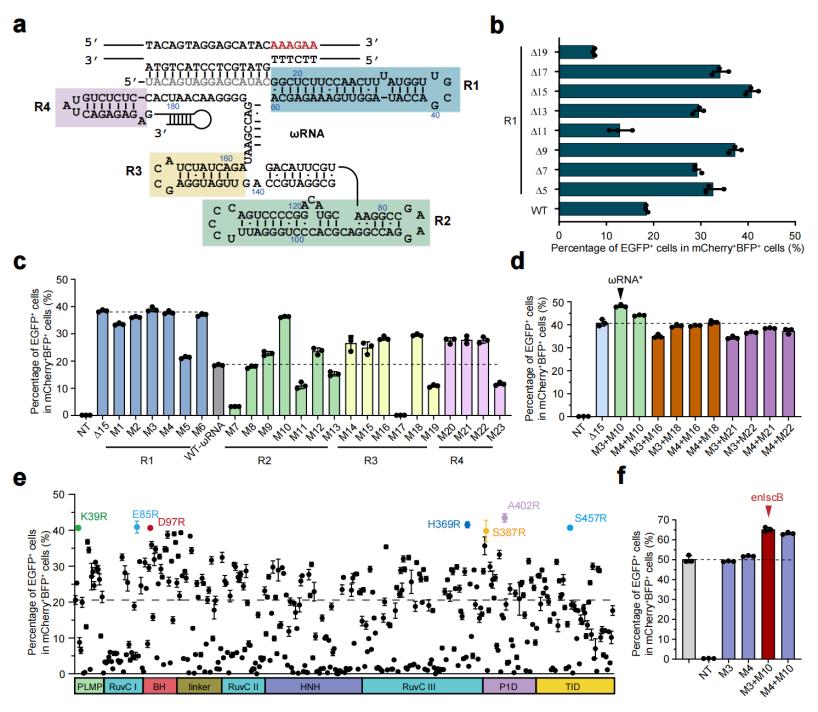 辉大基因与中科院杨辉团队开发出基于IscB的极小型碱基编辑器医药新闻-ByDrug-一站式医药资源共享中心-医药魔方