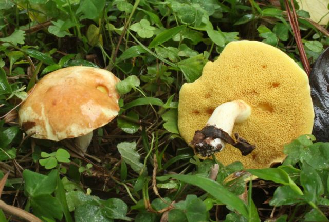 科学网—康乐园蘑菇中的妖孽们 - 王庚申的博文