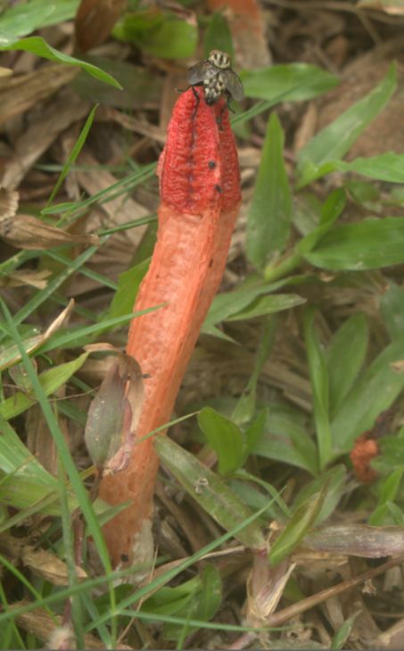 科学网—康乐园蘑菇中的妖孽们 - 王庚申的博文