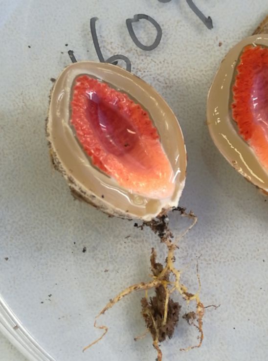 科学网—康乐园蘑菇中的妖孽们 - 王庚申的博文