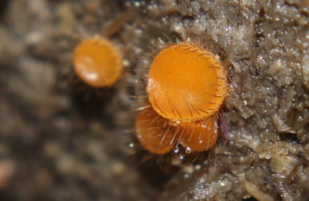 科学网—蘑菇那些事 - 王庚申的博文