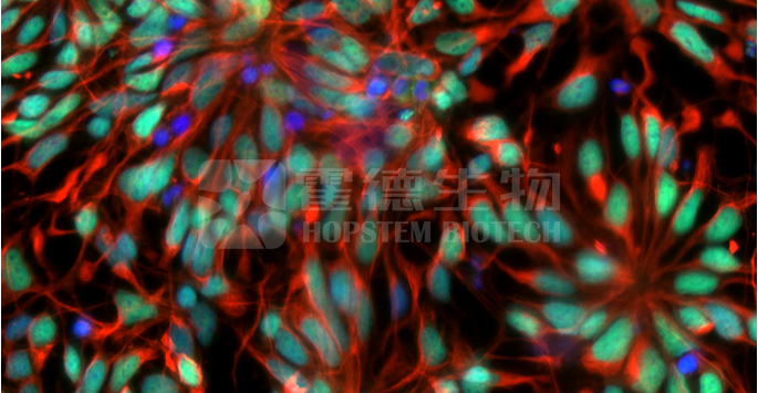 霍德生物首款iPSC细胞疗法IND获批，以mRNA+小分子组合方法重编程医药新闻-ByDrug-一站式医药资源共享中心-医药魔方