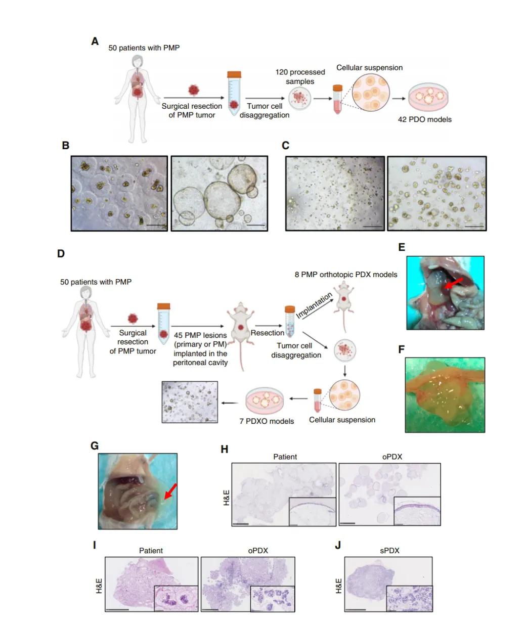 华夏源类器官 | Science：利用人类胃类器官识别肠道营养传感器