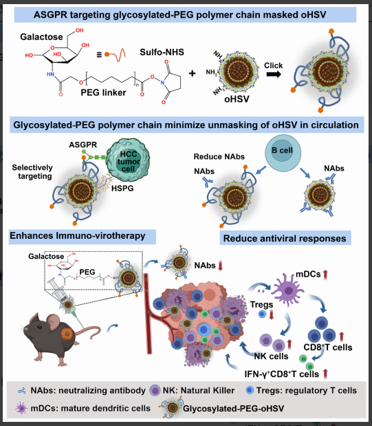 Theranostics：糖基化PEG-oHSV用于肝癌靶向溶瘤免疫治疗研究医药新闻-ByDrug-一站式医药资源共享中心-医药魔方